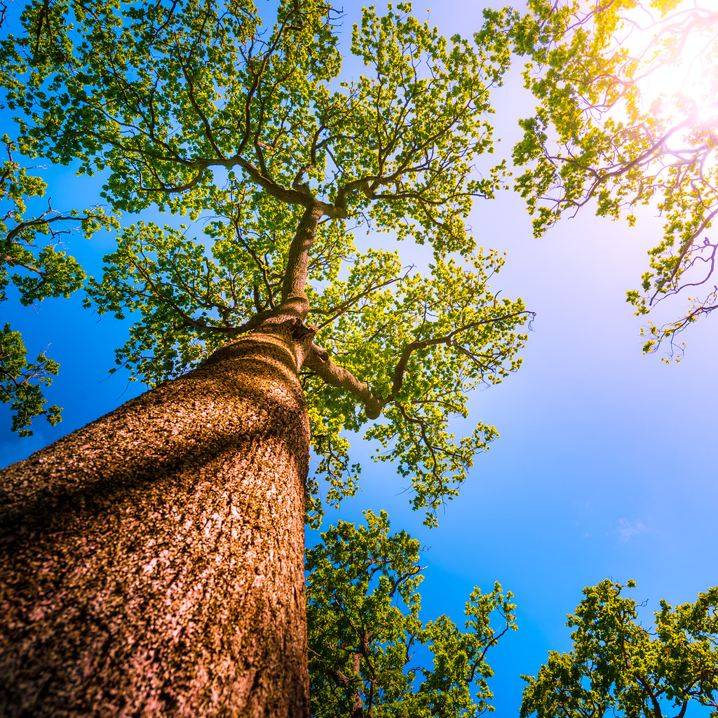 Exploring Trees | Create WebQuest