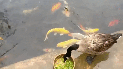 Pond life Jeopardy Template